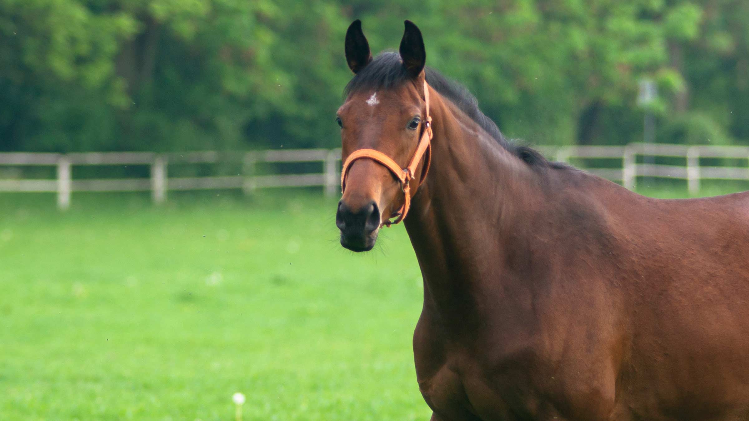 競走馬用 健康補助食品「サラLG」 | 株式会社テイクオー（TAKE-O co.,Ltd